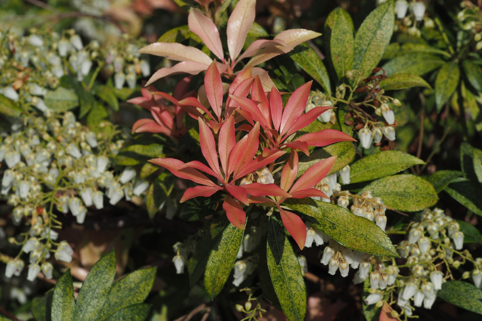 Mountain fetterbush (Pieris floribunda) Flower, Leaf, Care, Uses ...