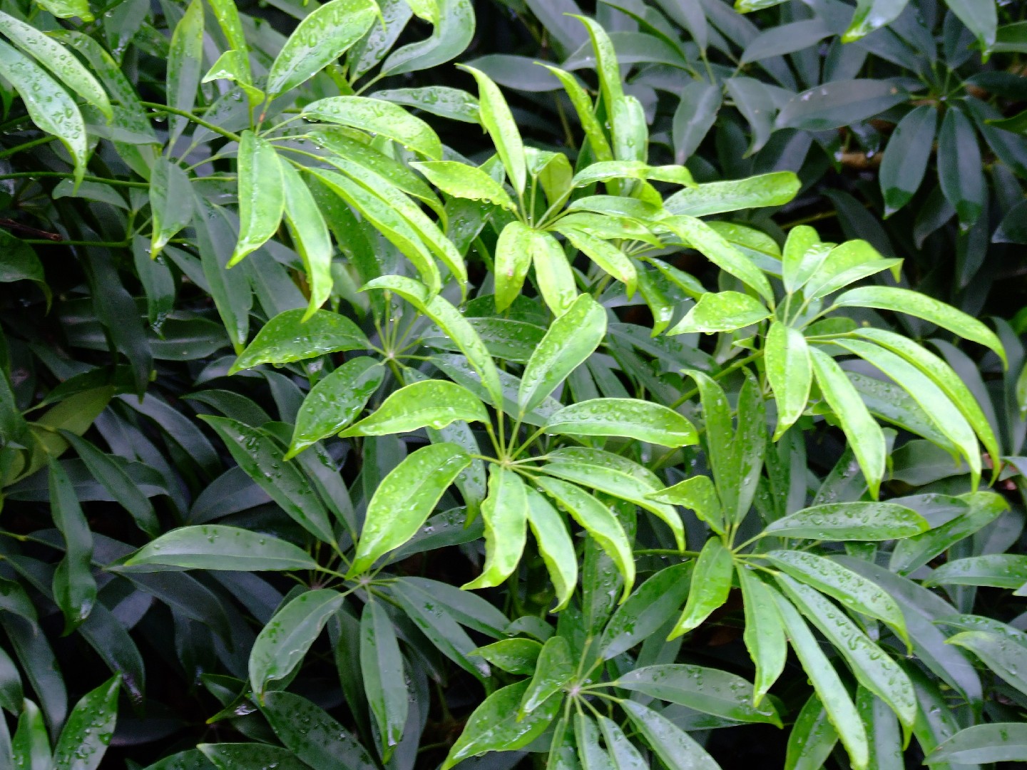 Schefflera bodinieri - PictureThis
