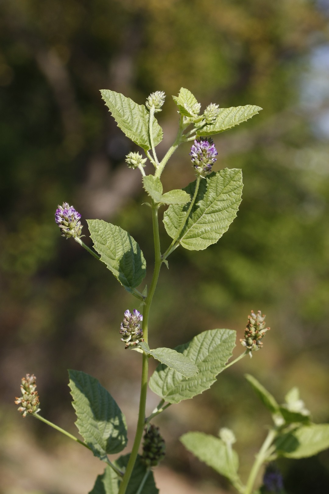 Cullen Care (Watering, Fertilize, Pruning, Propagation) - PictureThis