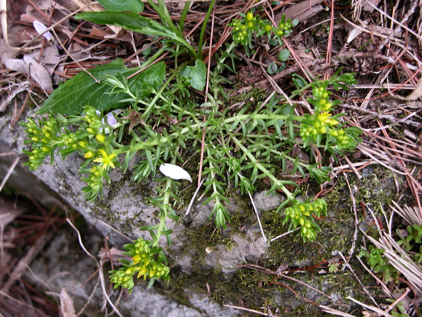 Sedum subtile - PictureThis