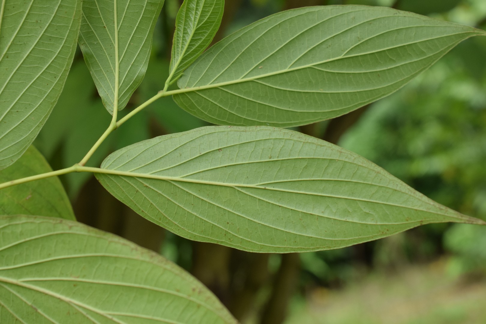 Piper hispidum - PictureThis