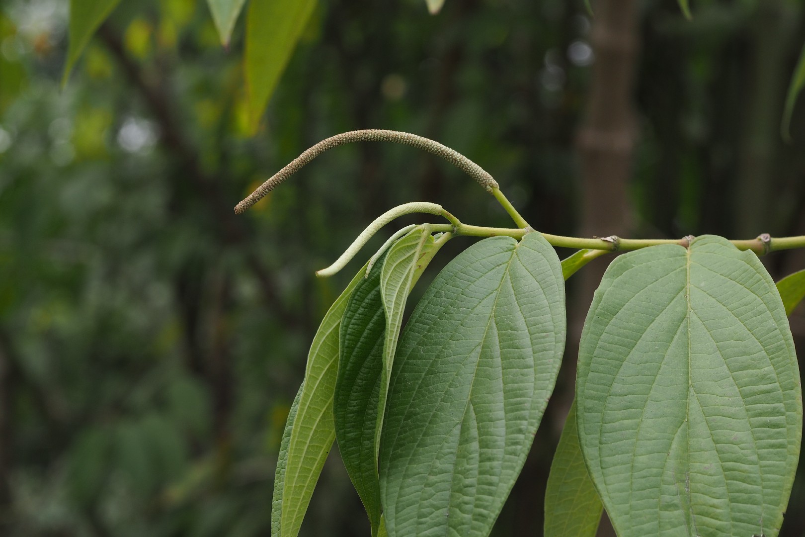 Piper hispidum - PictureThis