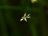 Trichophorum subcapitatum Flower, Leaf, Care, Uses - PictureThis