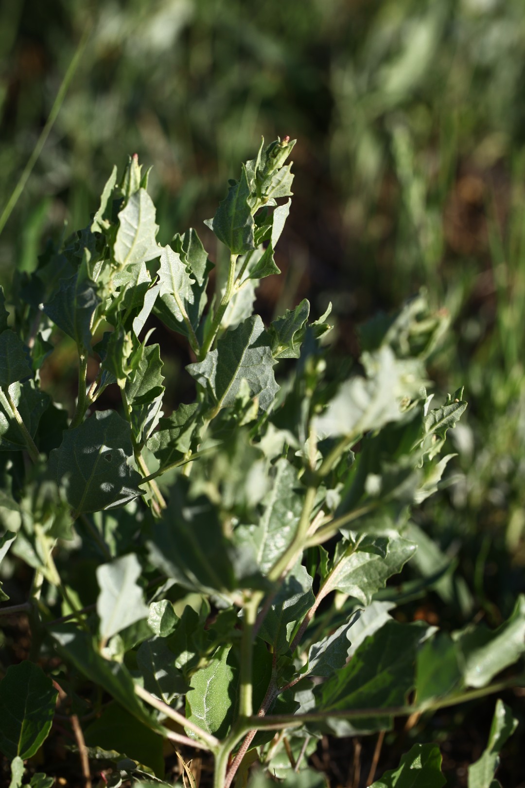 Atriplex sibirica - PictureThis