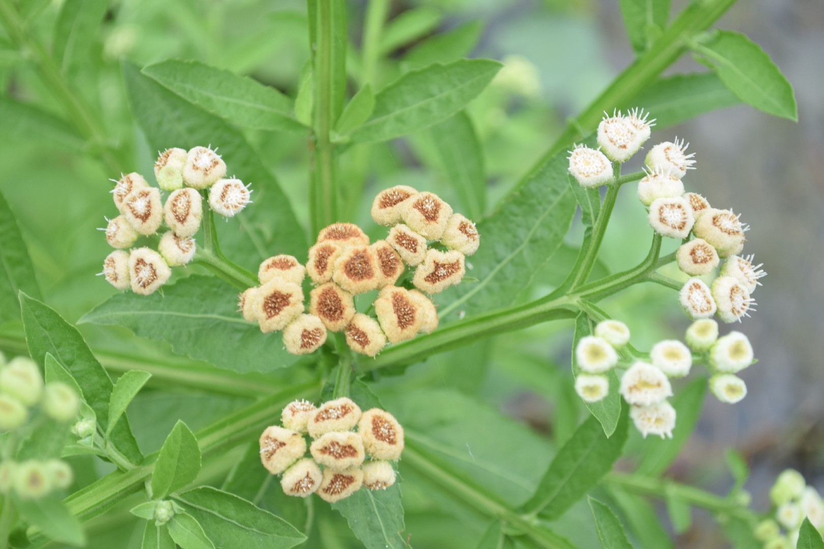 Pluchea sagittalis - PictureThis