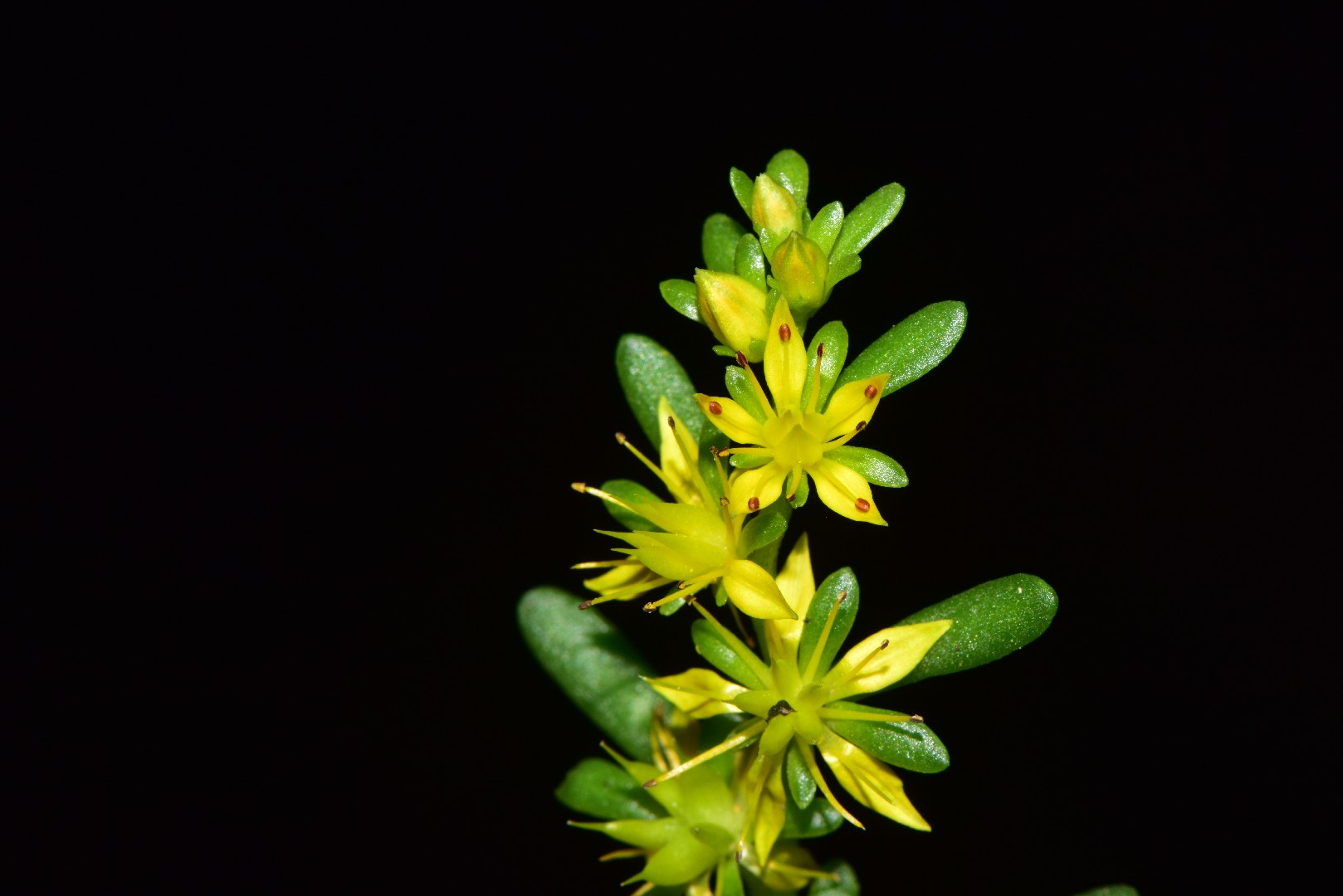 Sedum subtile - PictureThis