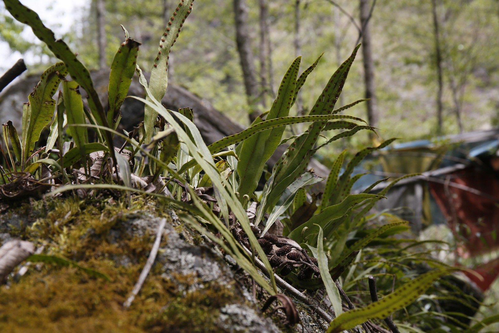 Lepisorus macrosphaerus - PictureThis