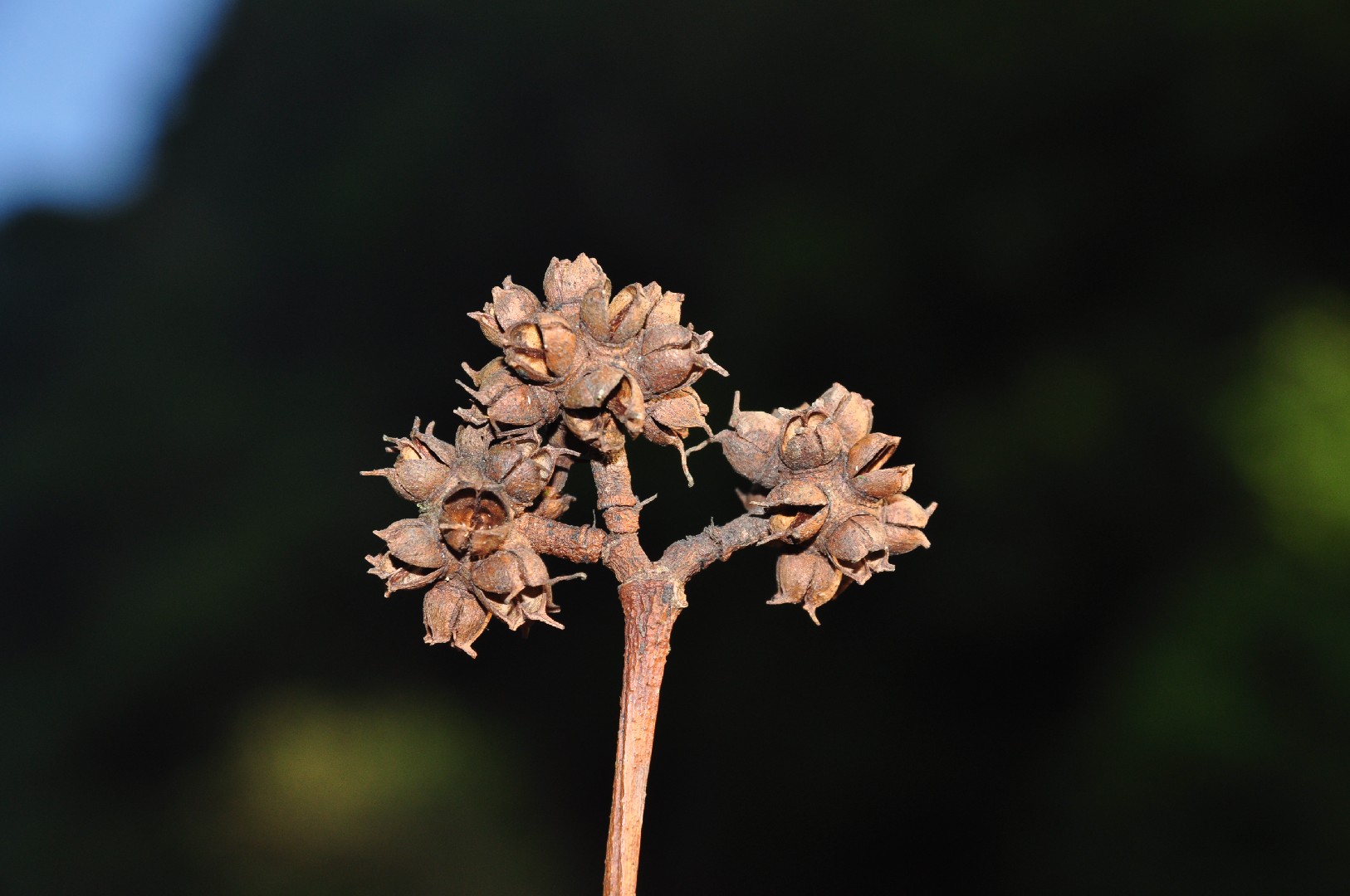 How to Plant and Grow Pipli tree(Exbucklandia populnea)