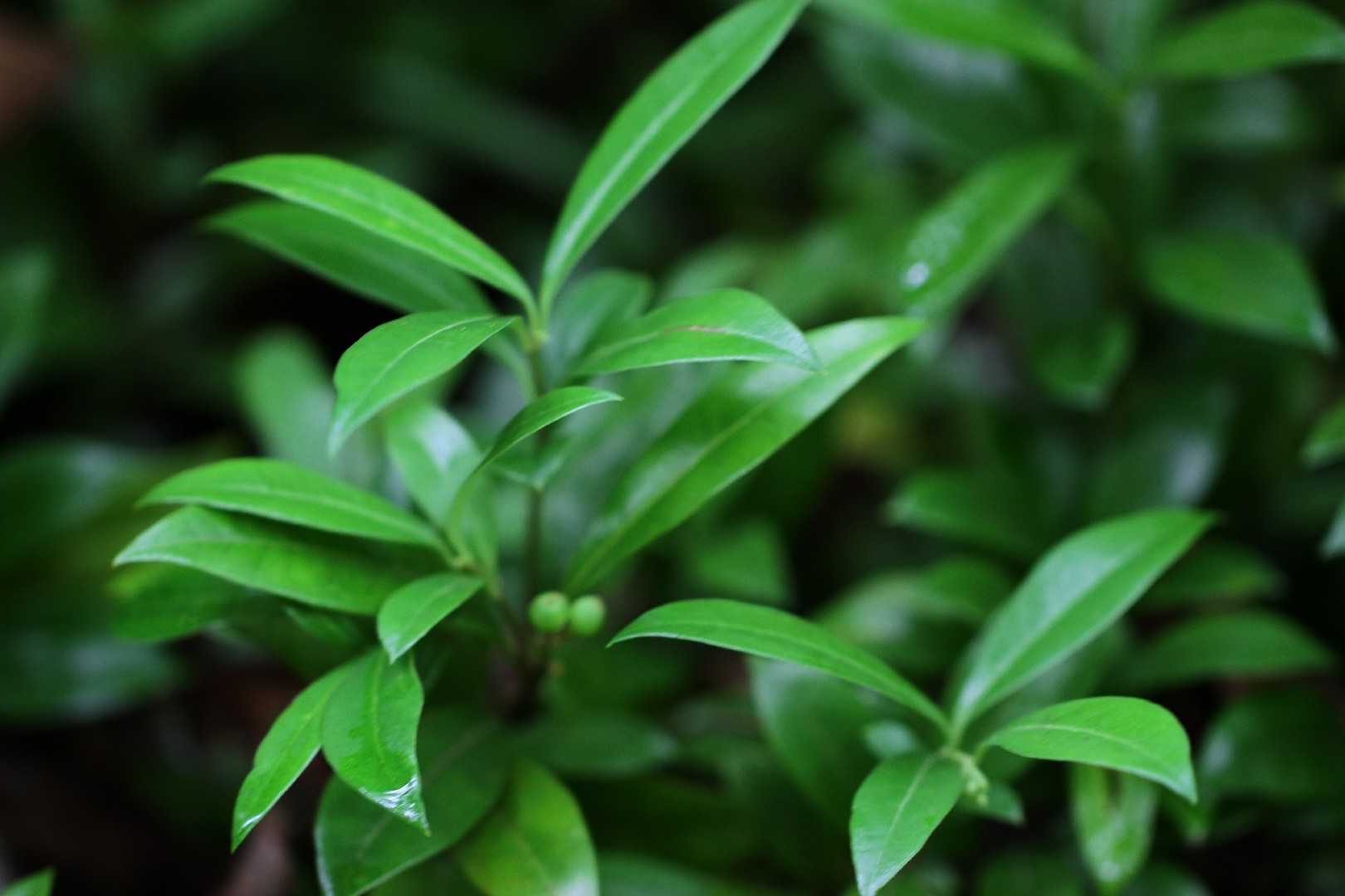 How to Plant and Grow Sarcococca hookeriana(Sarcococca hookeriana)