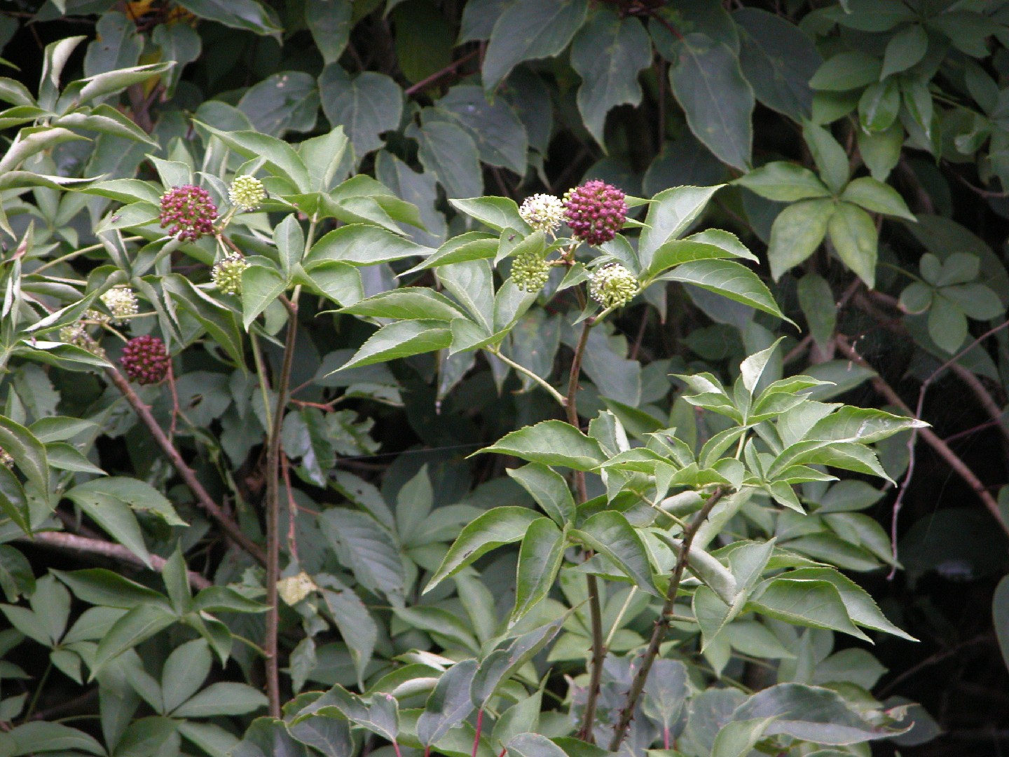 How to Plant and Grow Eleutherococcus henryi(Eleutherococcus henryi)