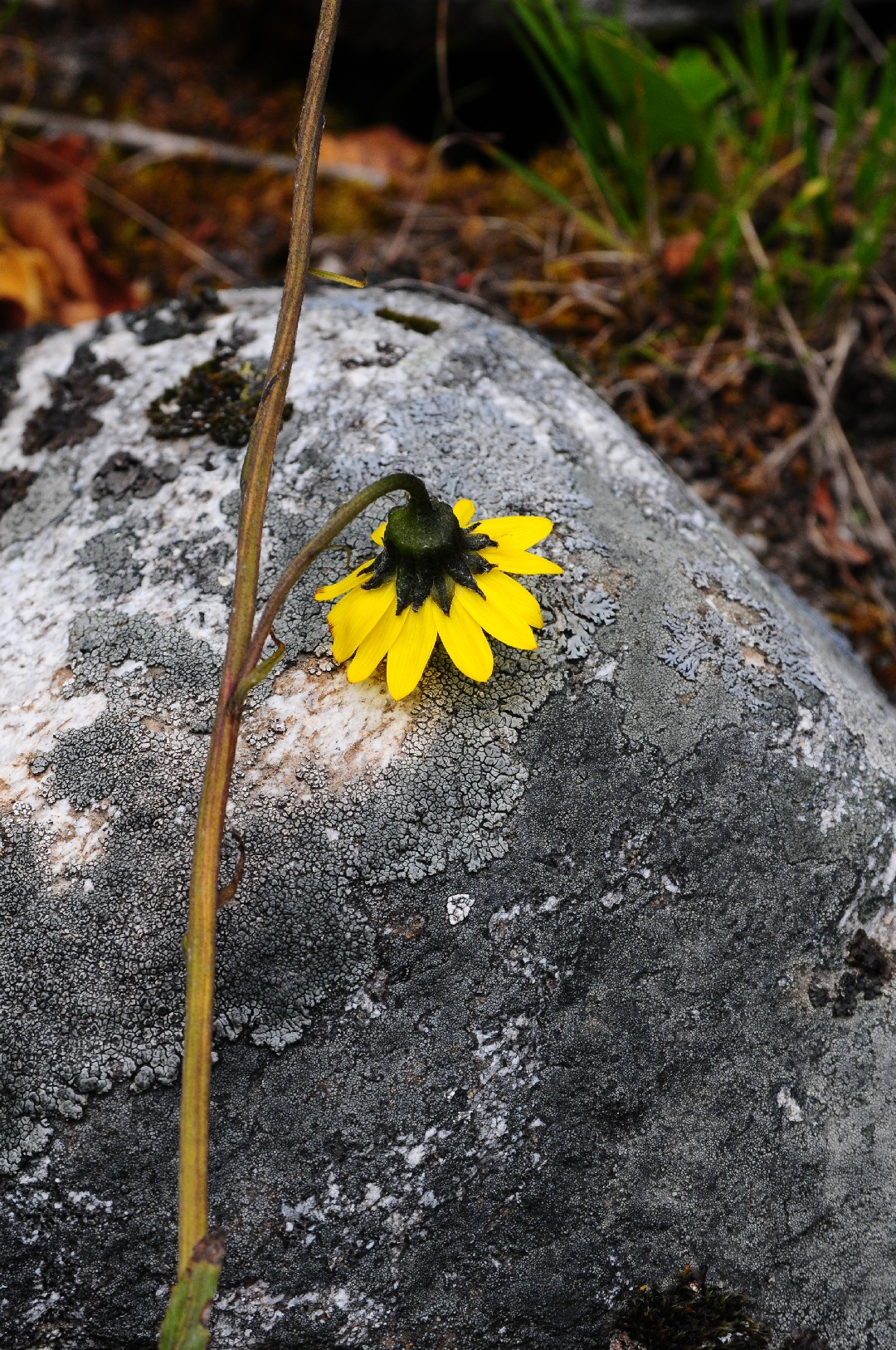 Cremanthodium arnicoides 照顧，種植，繁殖，開花時間 - PictureThis