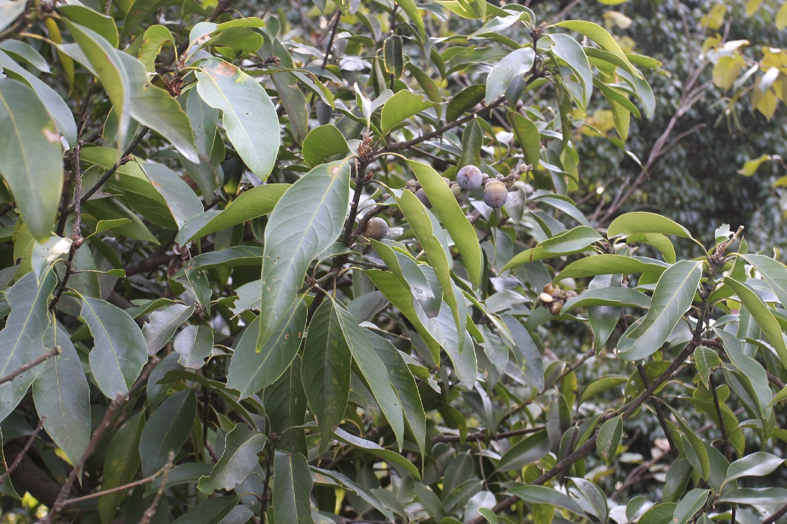 Lithocarpus harlandii - PictureThis