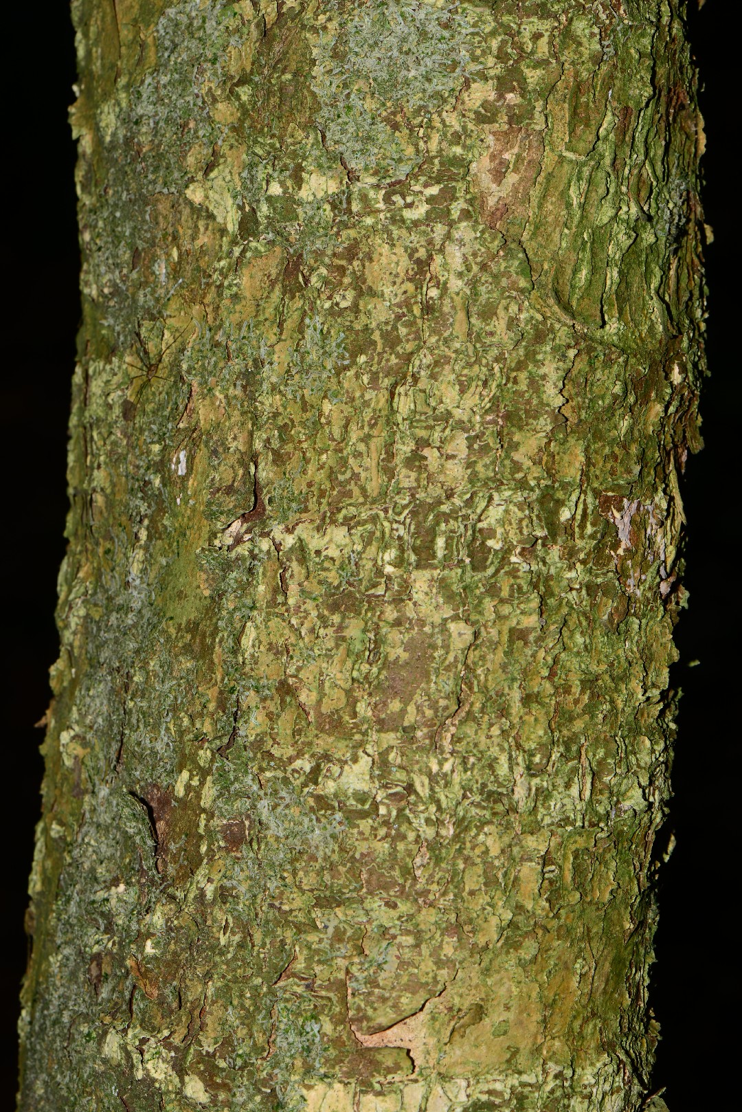 Amentotaxus argotaenia - PictureThis