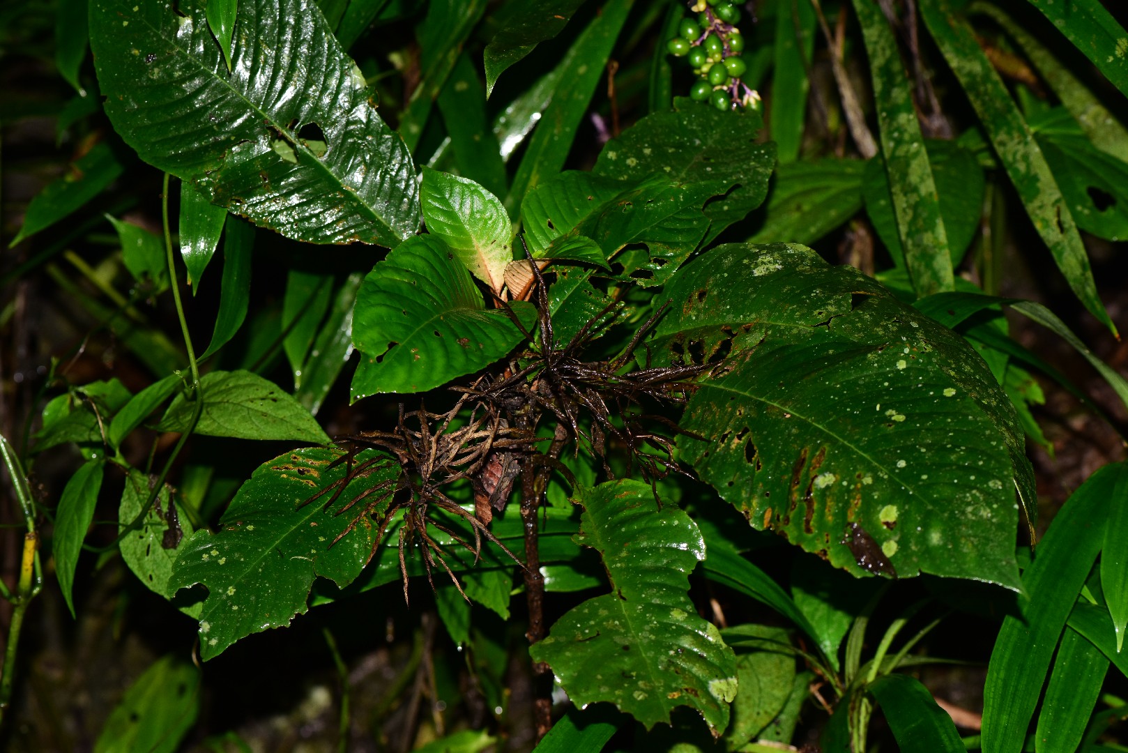 Paraboea sinensis - PictureThis