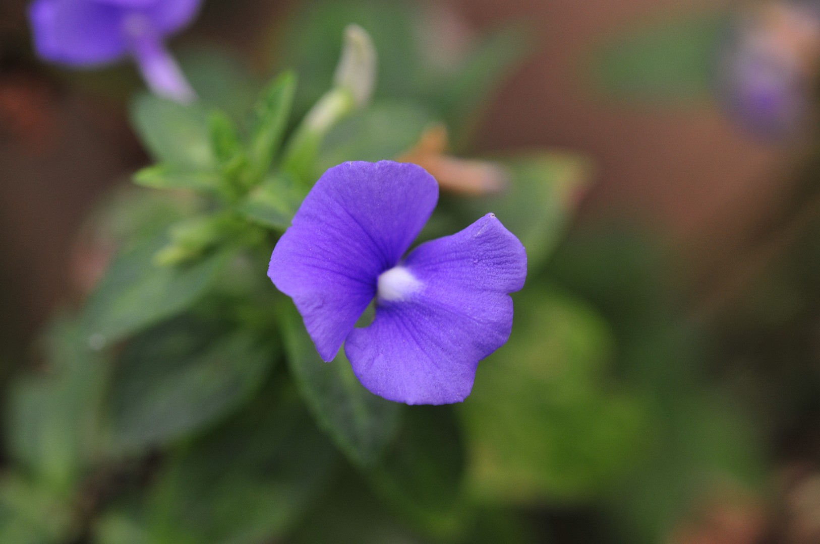 Achetaria azurea - PictureThis