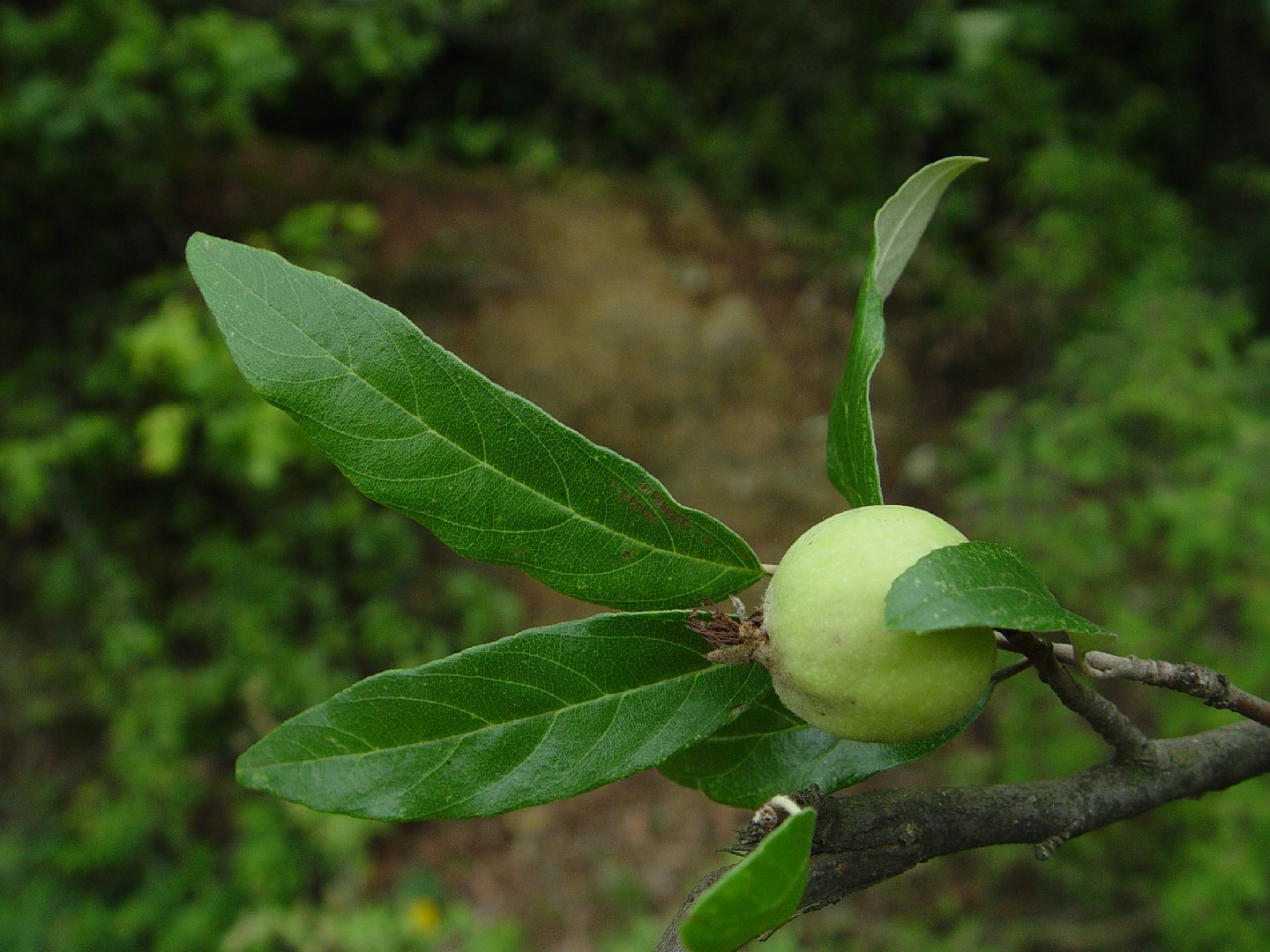 雲南デラベイ (Docynia delavayi) 花言葉，毒性，よくある質問 - PictureThis