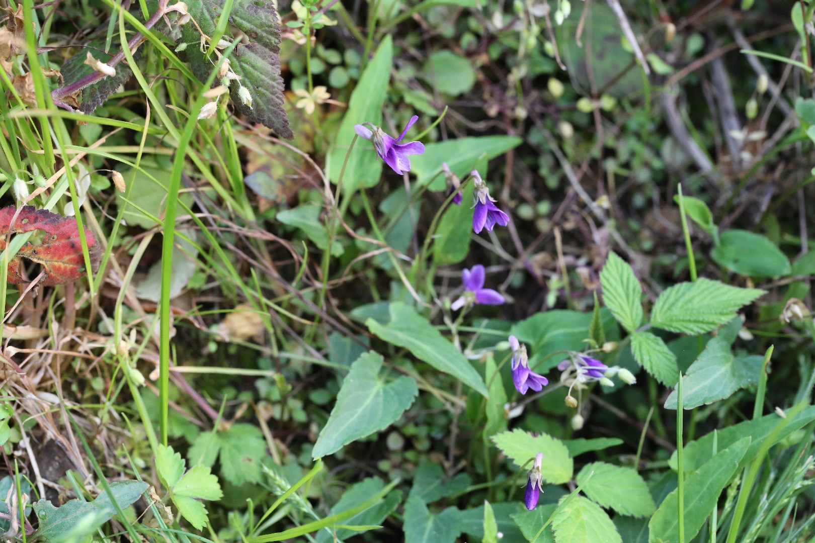 ノジスミレ（野路菫） (Viola philippica) 花言葉，毒性，よくある質問 - PictureThis