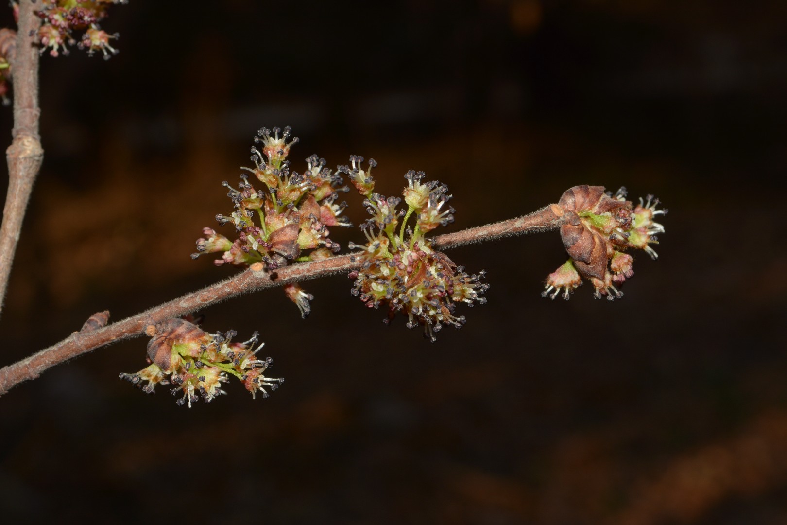 American elm (Ulmus americana) Flower, Leaf, Care, Uses - PictureThis