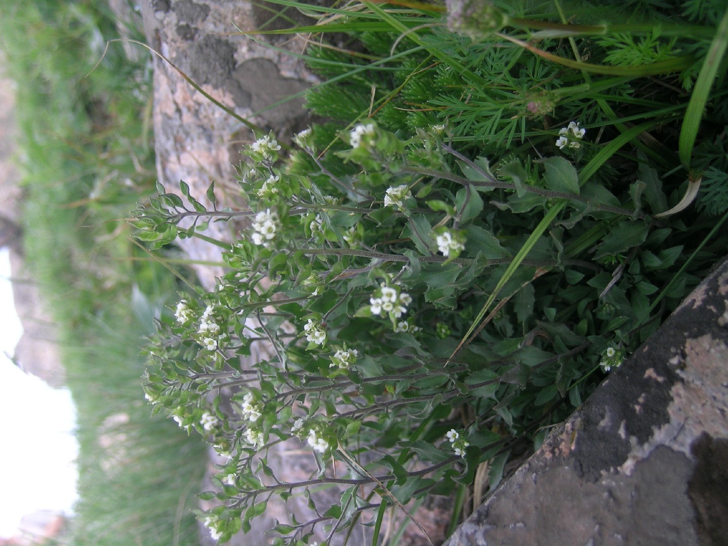whitlow-grasses Care (Watering, Fertilize, Pruning, Propagation ...
