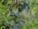 Cadillo juancho (Desmodium tortuosum) - PictureThis