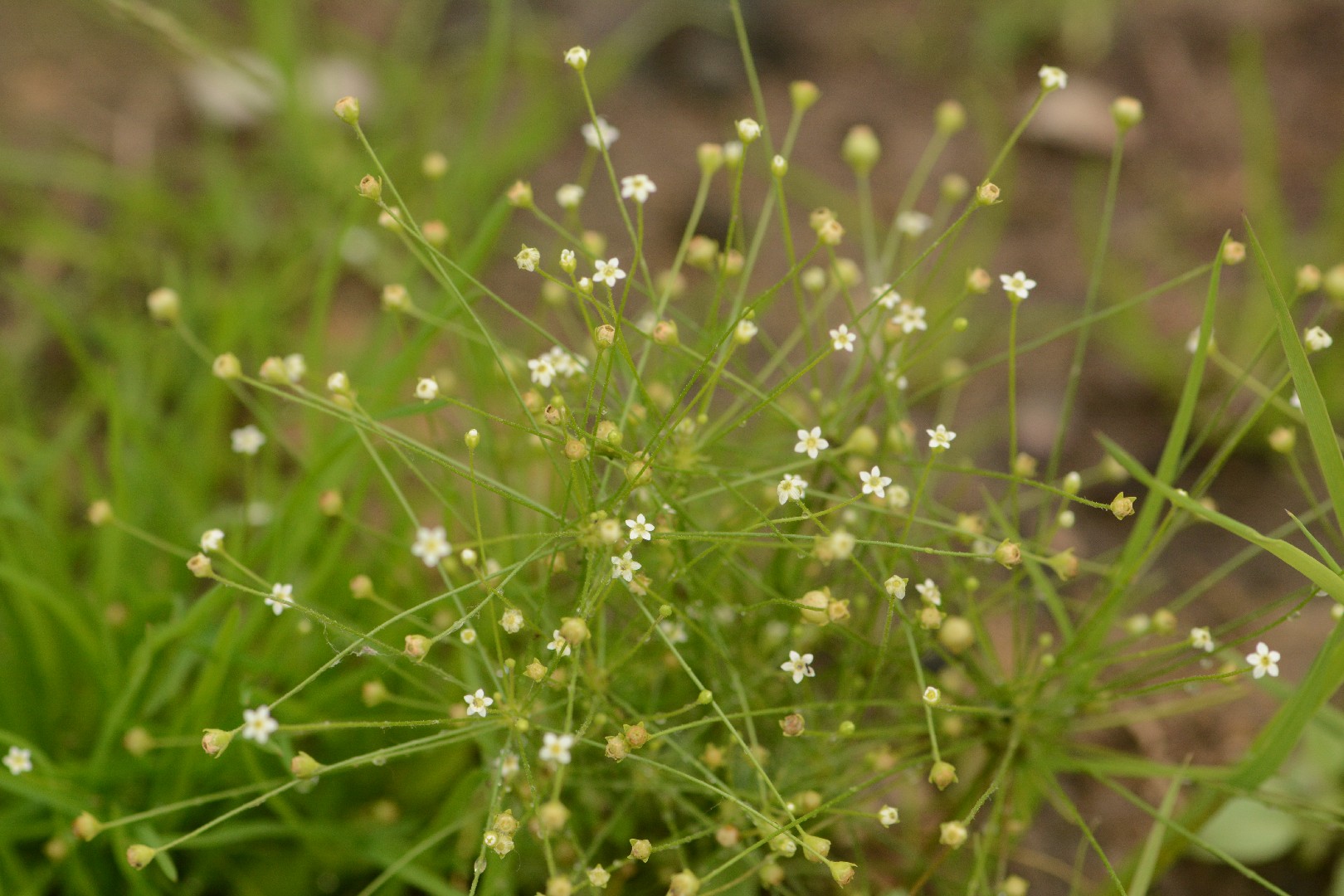 Filiform rockjasmine (Androsace filiformis) Flower, Leaf, Care, Uses ...