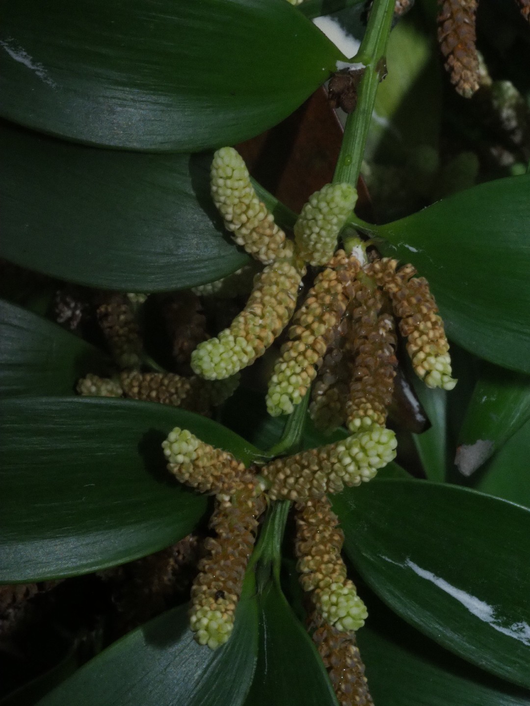 How to Plant and Grow Asian bayberry(Nageia nagi)