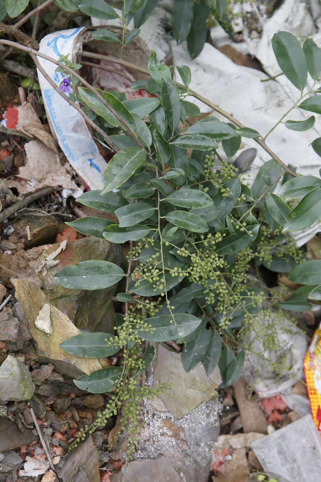 Embelia ribes - PictureThis