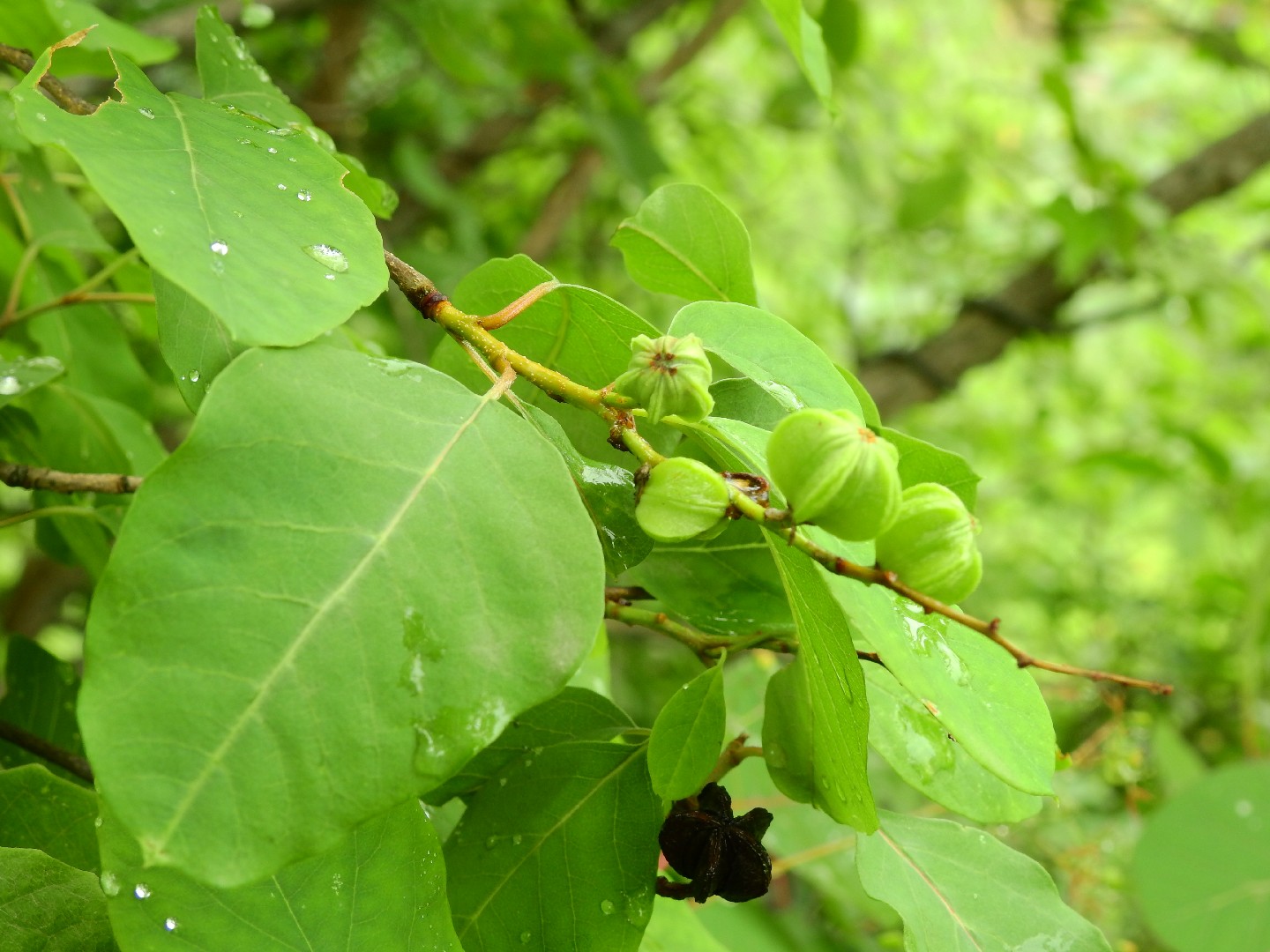 Pearl bushes Care (Watering, Fertilize, Pruning, Propagation) - PictureThis