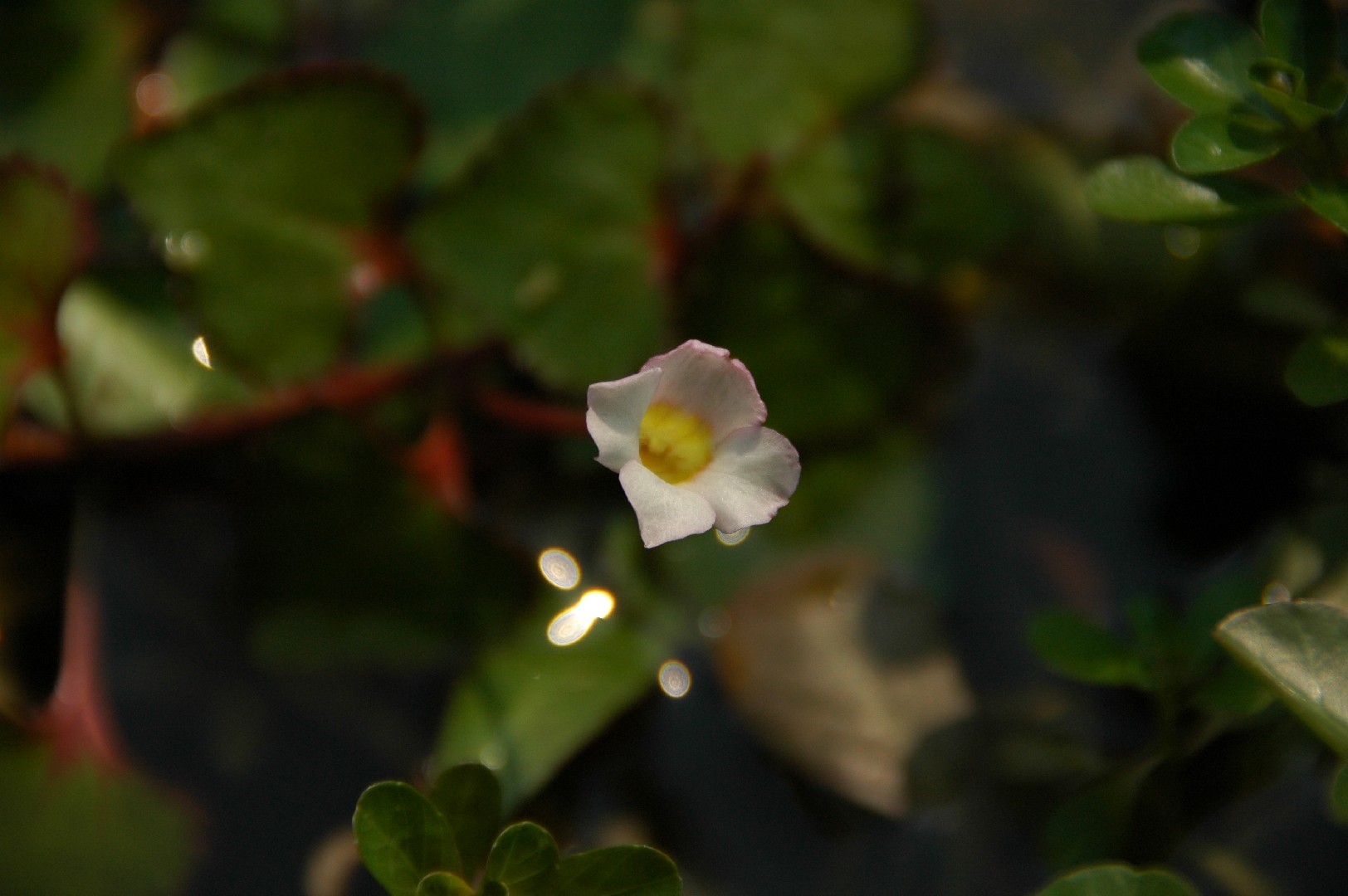 Trapella sinensis Flower, Leaf, Care, Uses - PictureThis