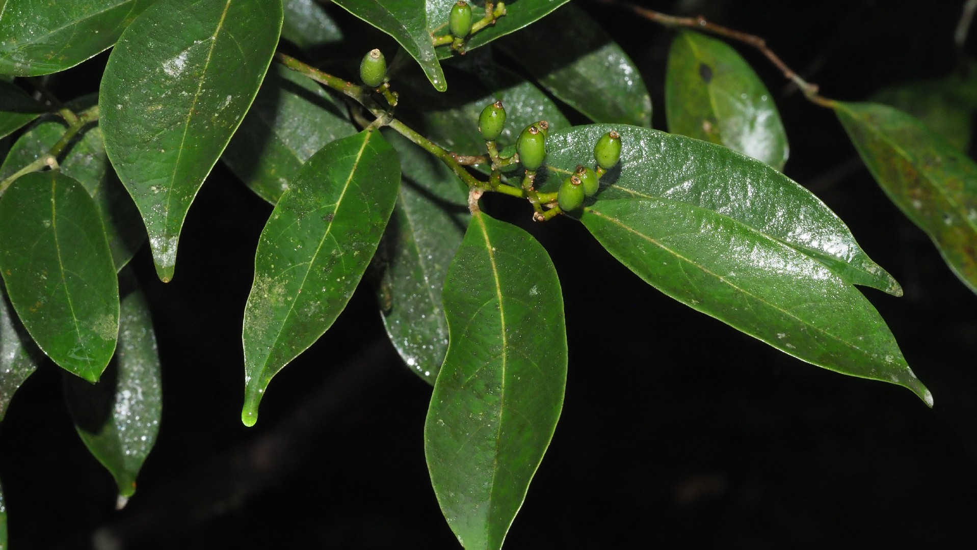 Криптокария (Cryptocarya) - PictureThis