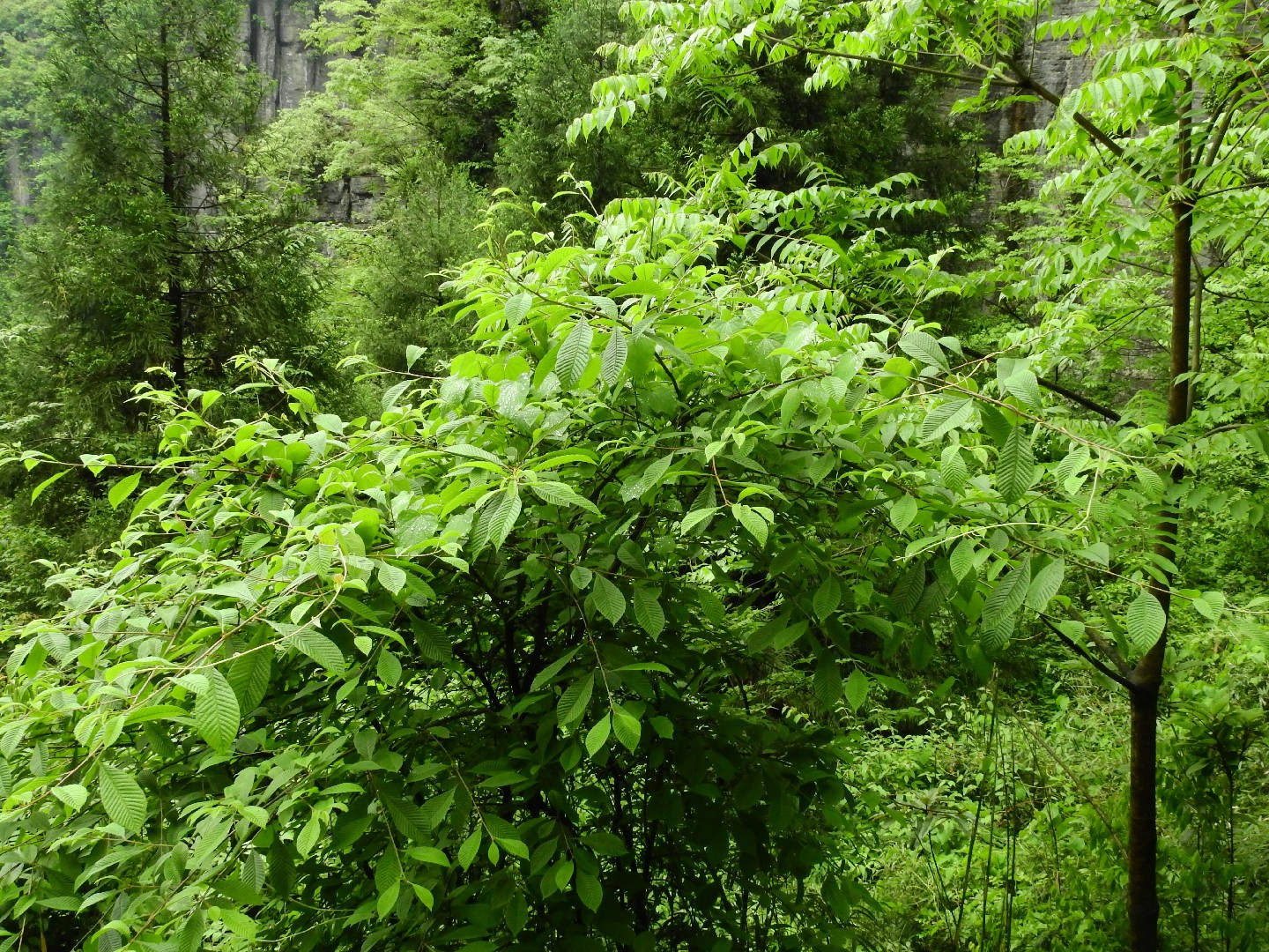 Meliosma cuneifolia - PictureThis