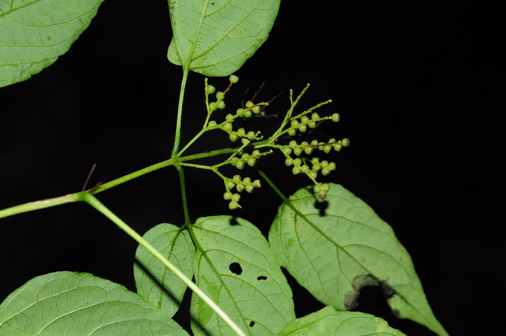 Garrettia siamensis Care (Watering, Fertilize, Pruning, Propagation) - PictureThis