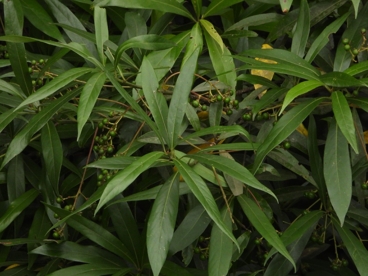 Machilus nanmu - PictureThis