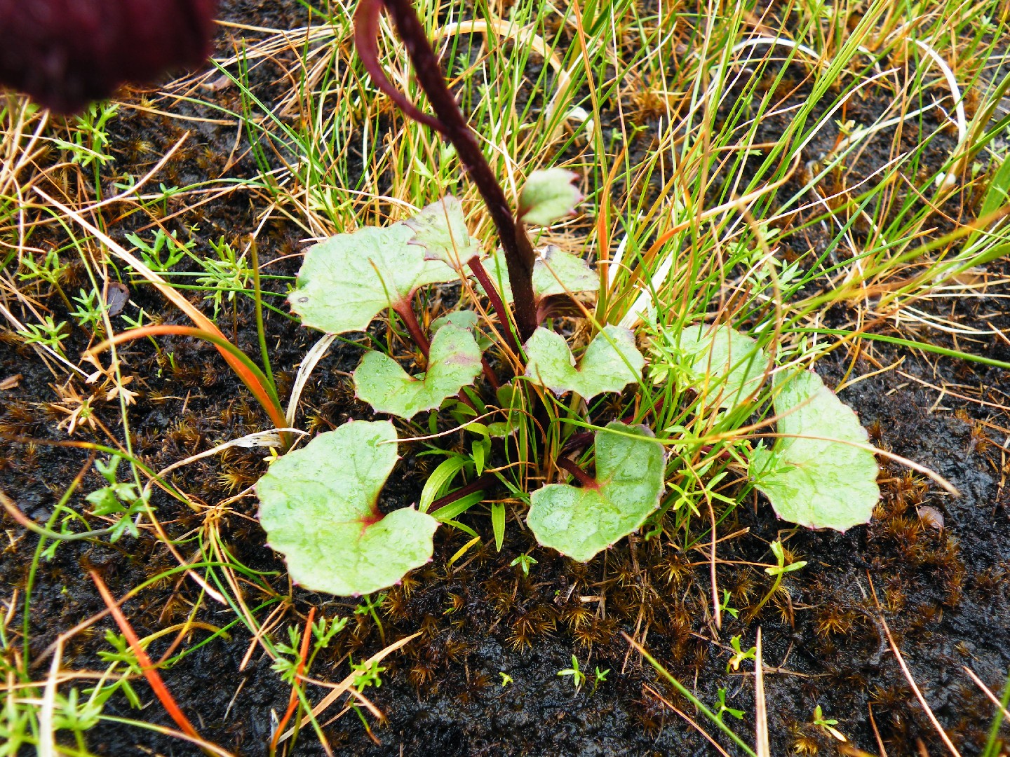 Cremanthodium campanulatum Flower, Leaf, Care, Uses - PictureThis