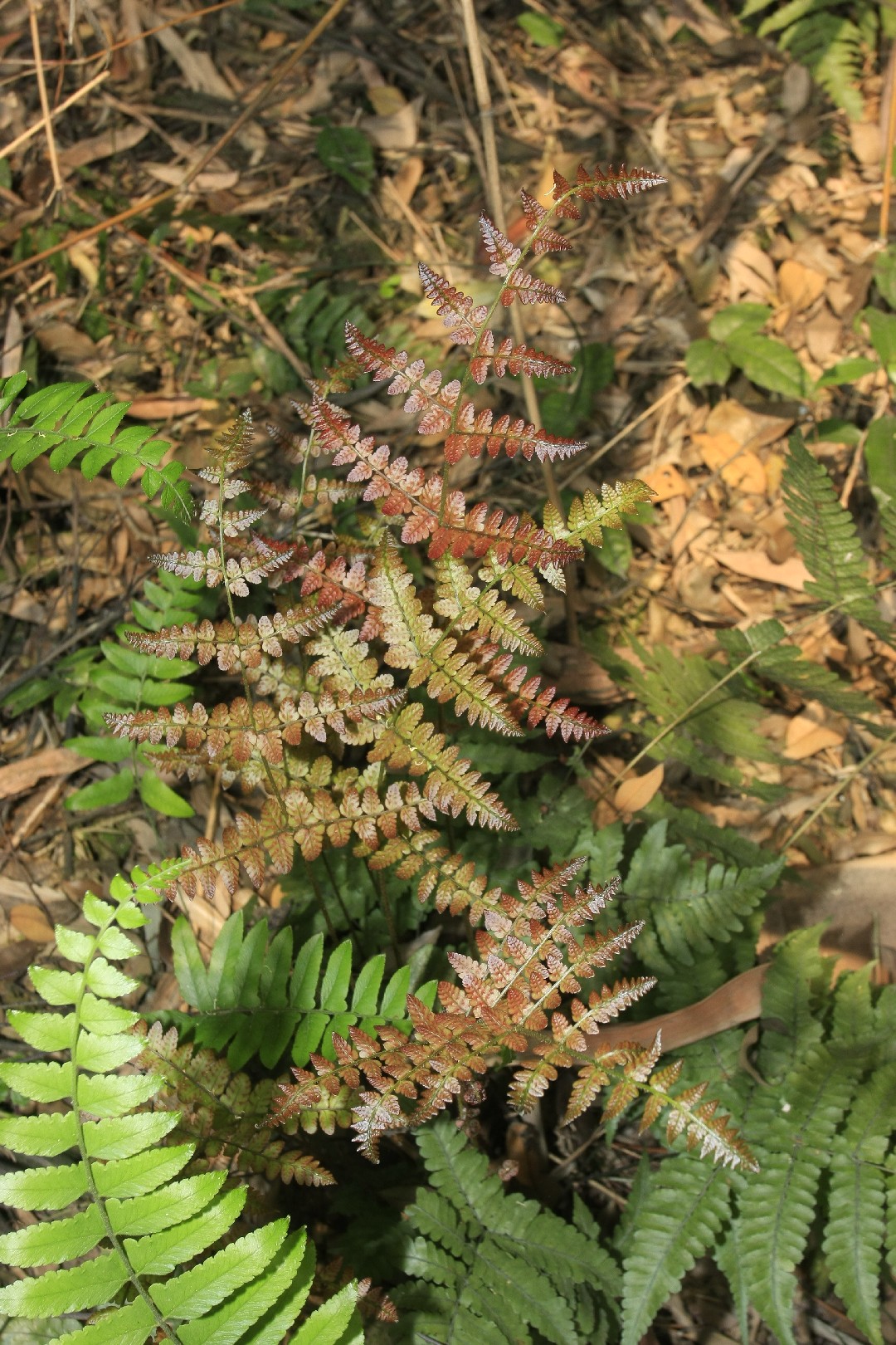 Wood ferns Care (Watering, Fertilize, Pruning, Propagation) - PictureThis
