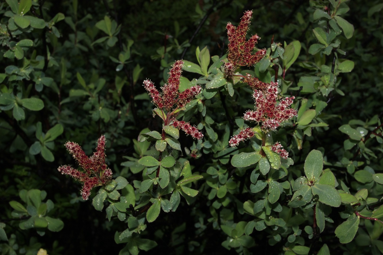 Siberian spirea (Sibiraea laevigata) Flower, Leaf, Care, Uses - PictureThis