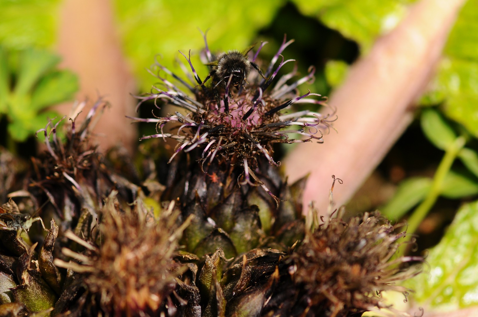 Dolomiaea souliei - PictureThis