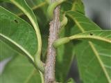 Meliosma simplicifolia - PictureThis