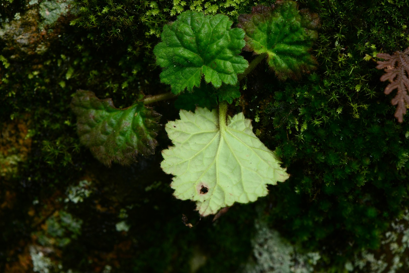 Didymocarpus Care (Watering, Fertilize, Pruning, Propagation) - PictureThis