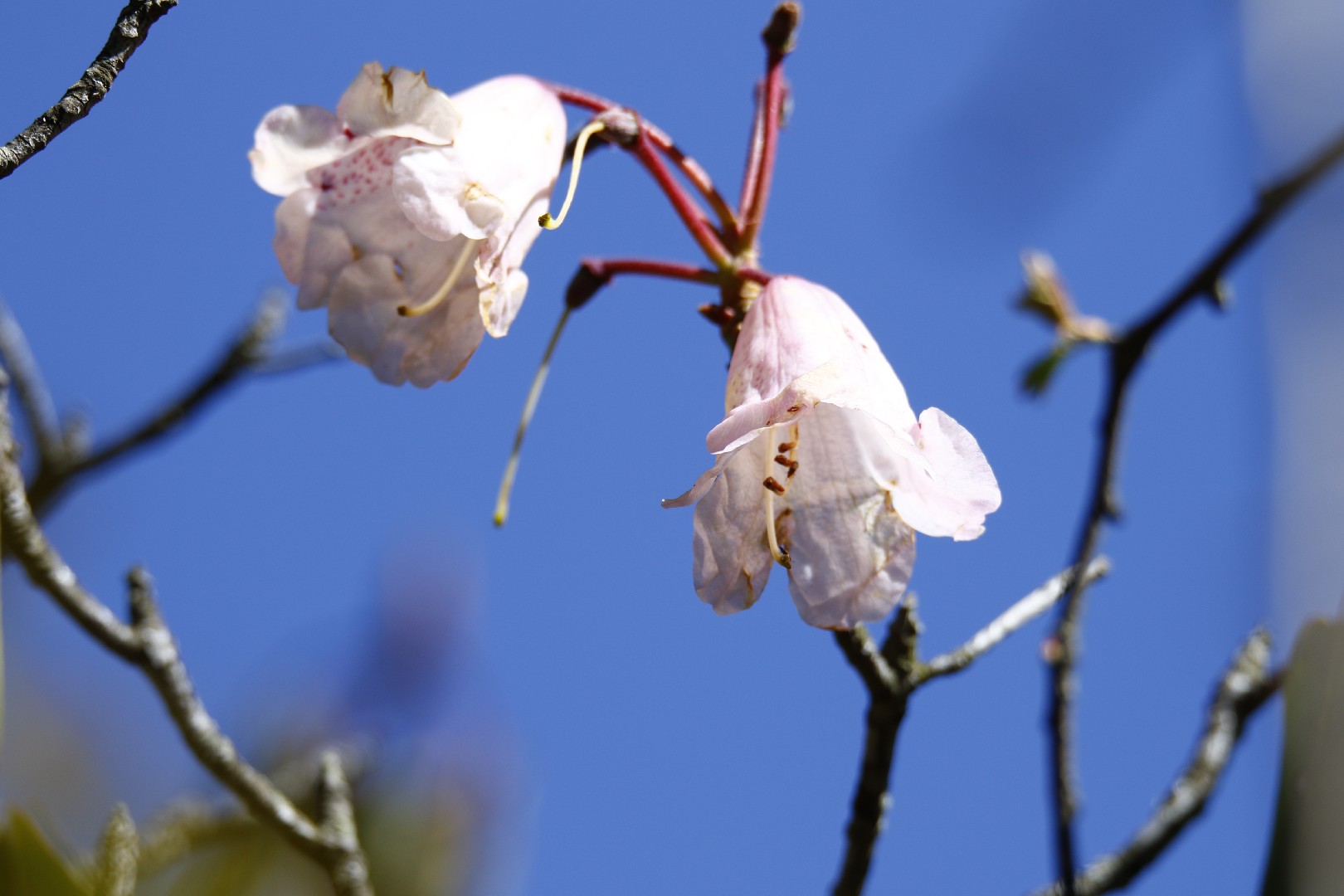 Rhododendron oreodoxa var. fargesii - PictureThis