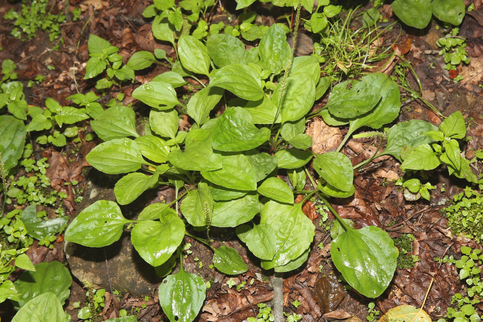 Common plantain (Plantago major) Flower, Leaf, Care, Uses - PictureThis
