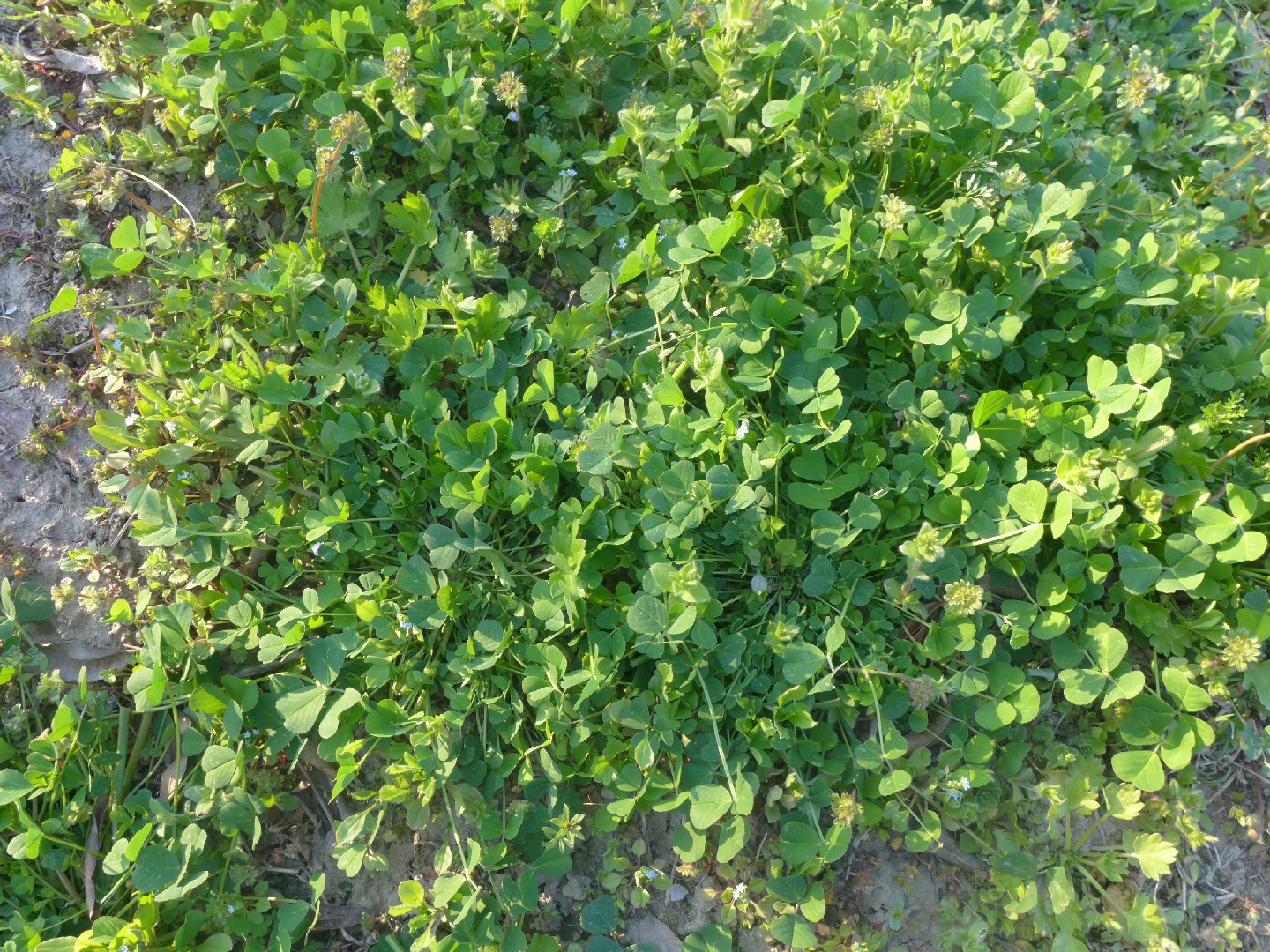 Medicago polymorpha var. vulgaris - PictureThis