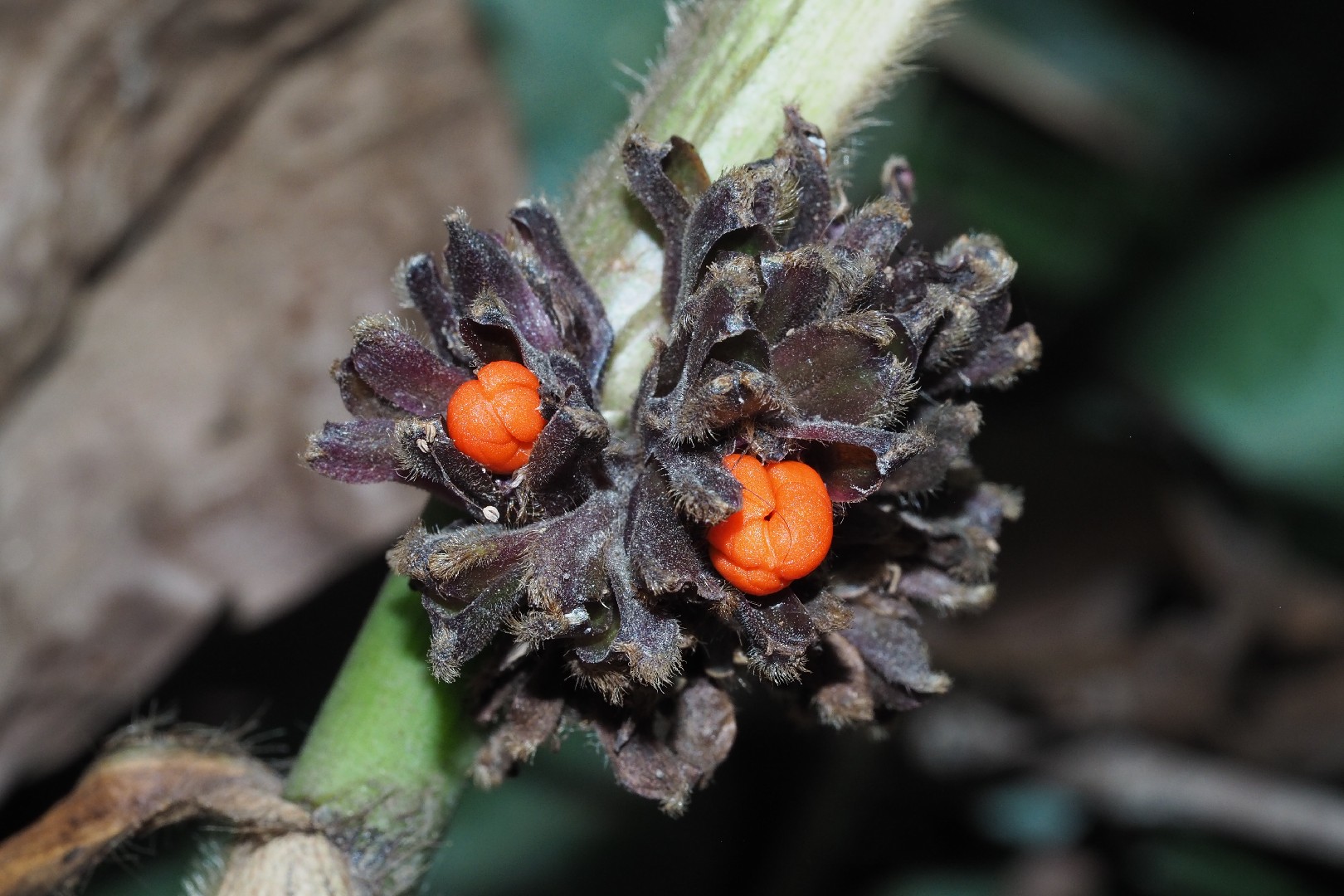 Amischotolype hispida - PictureThis