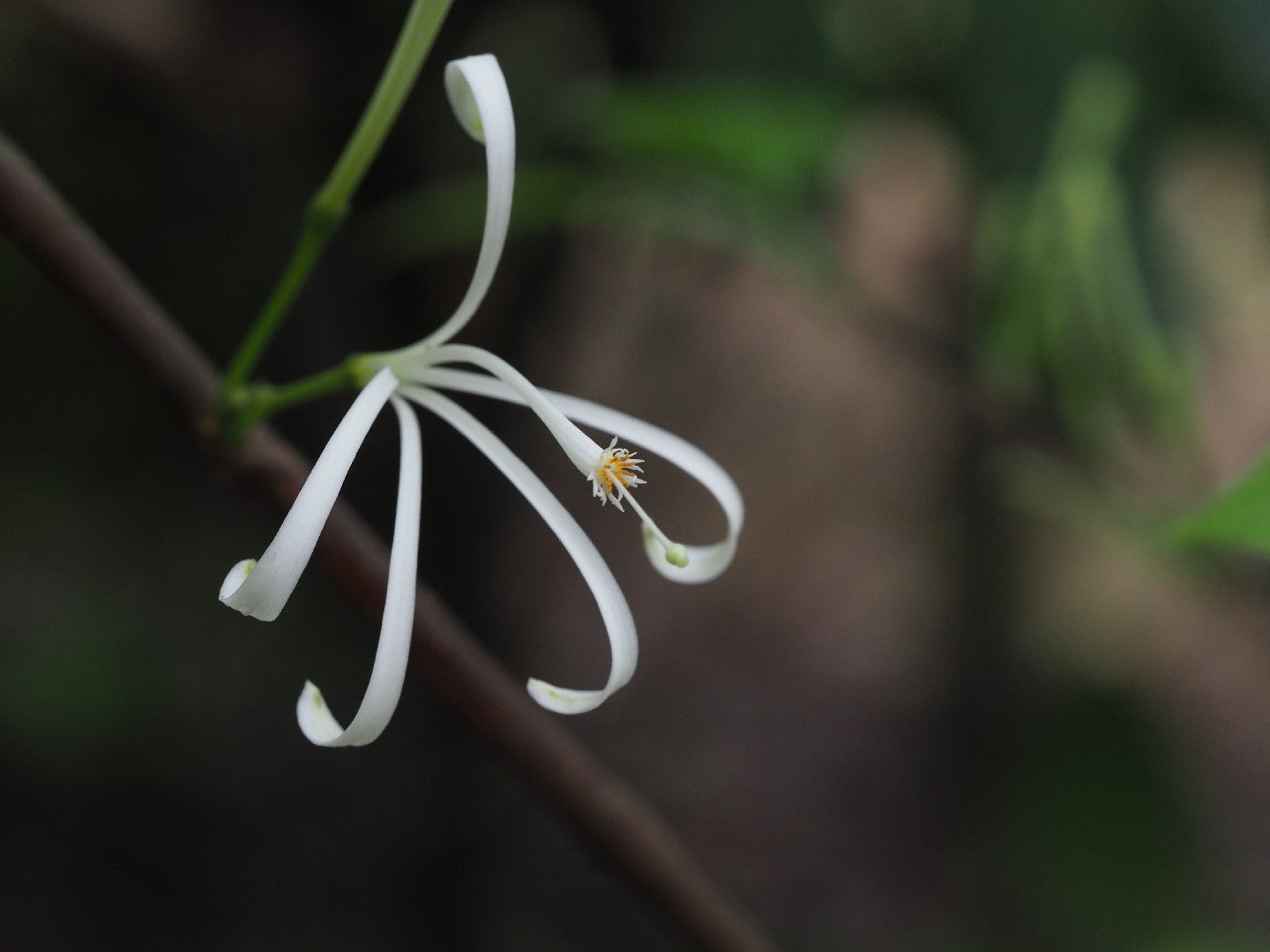 Turraea pubescens - PictureThis