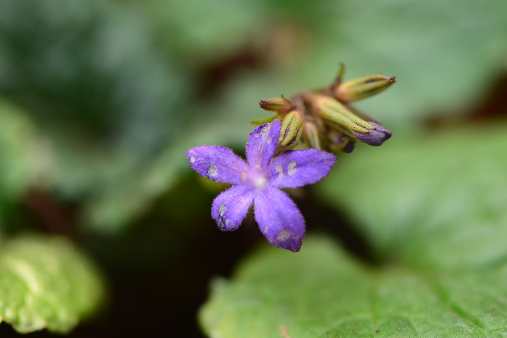 Primulina Care (Watering, Fertilize, Pruning, Propagation) - PictureThis