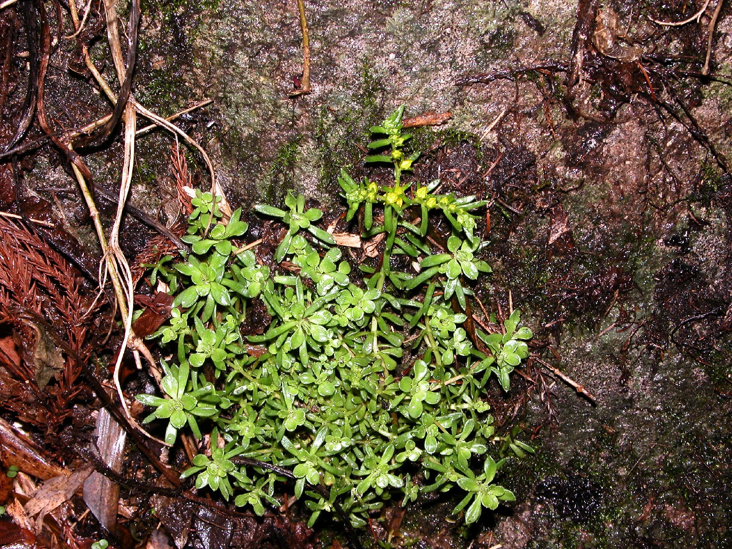 Sedum subtile - PictureThis
