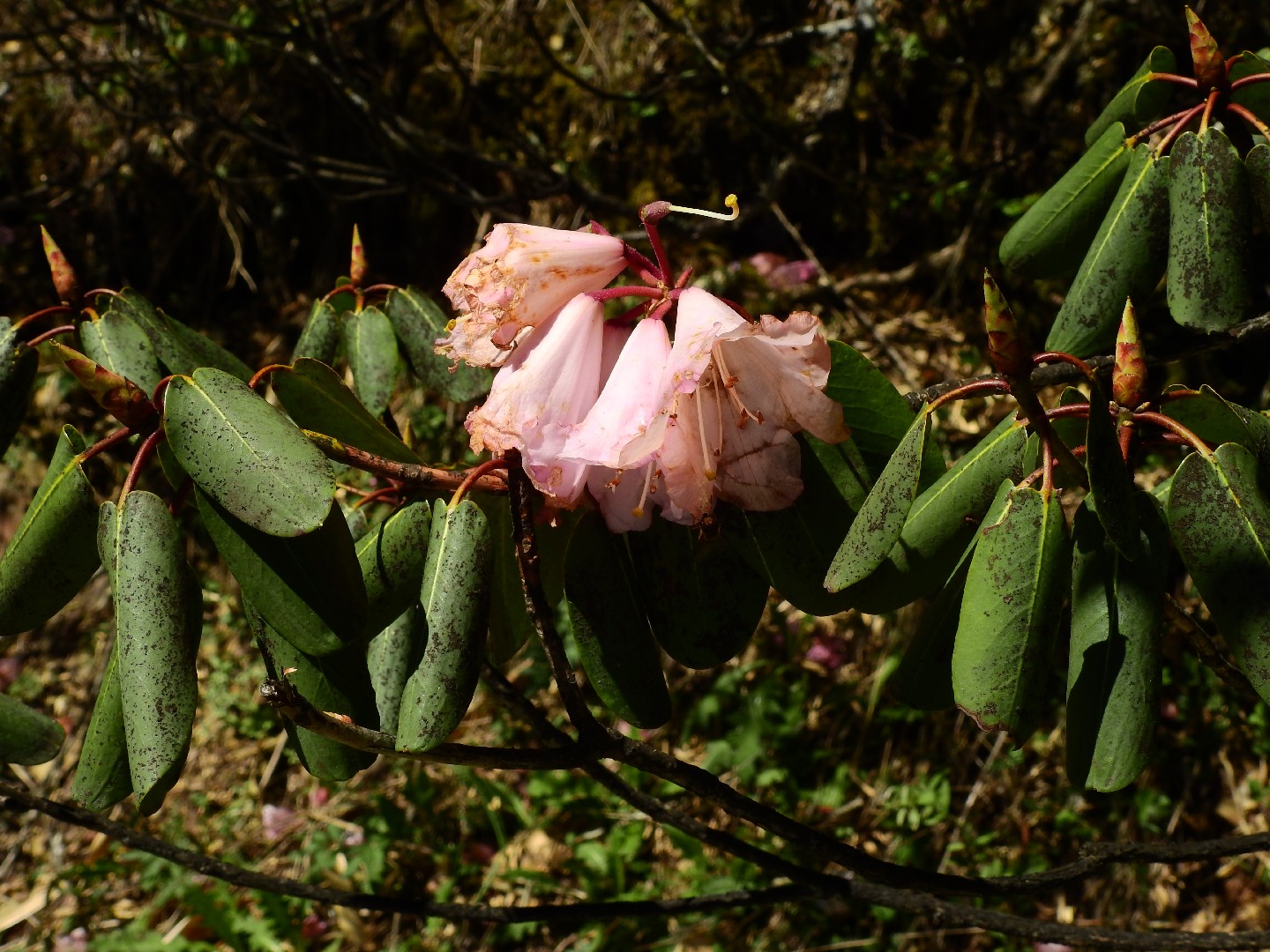 Rhododendron oreodoxa var. fargesii - PictureThis