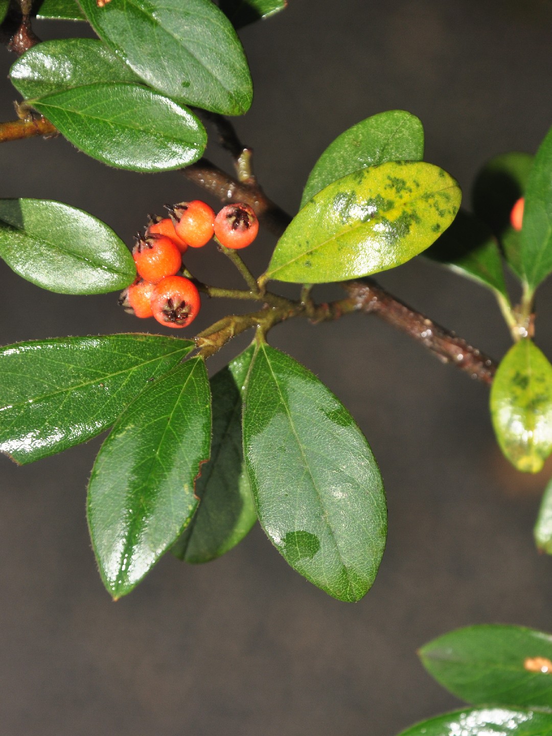 Cotoneaster glaucophyllus - PictureThis