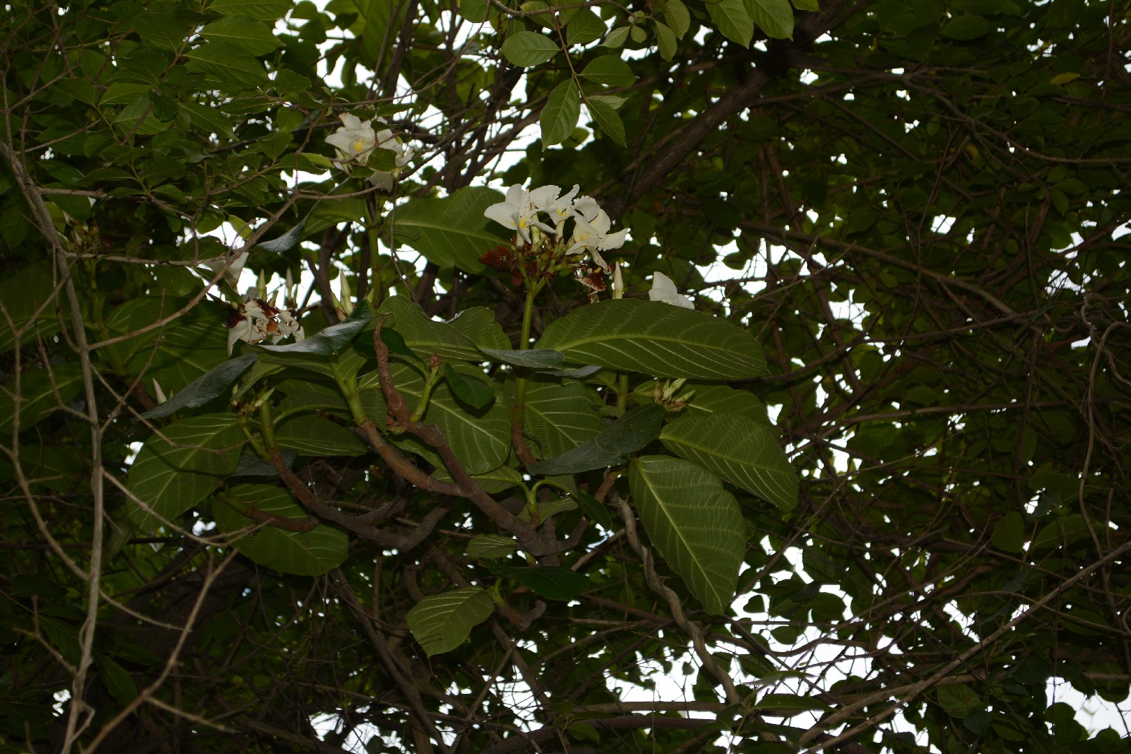 Chonemorpha fragrans 照顧，種植，繁殖，開花時間 - PictureThis