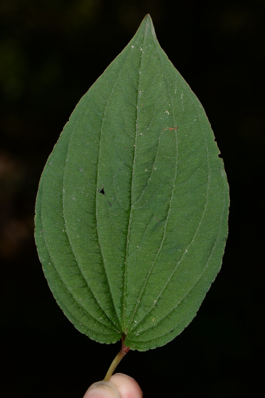 Croomia japonica - PictureThis